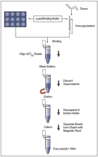 Magnetic mRNA Isolation Kit | NEB
